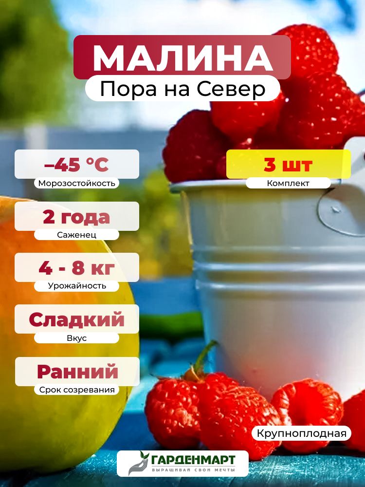 Саженец Малина крупноплодная Пора на Север, комплект 3 шт.