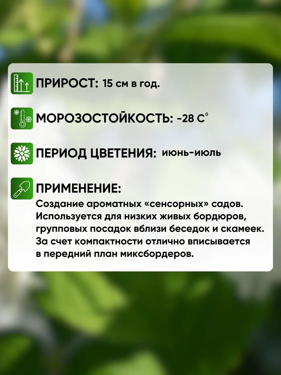 Чубушник Дам Бланш, саженец для сада и дачи, декоративное растение для посадки — фото 1