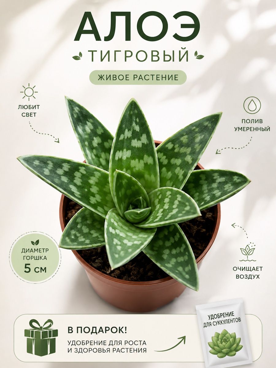 Алоэ Вариегата, суккулент живой, D-5 и удобрение