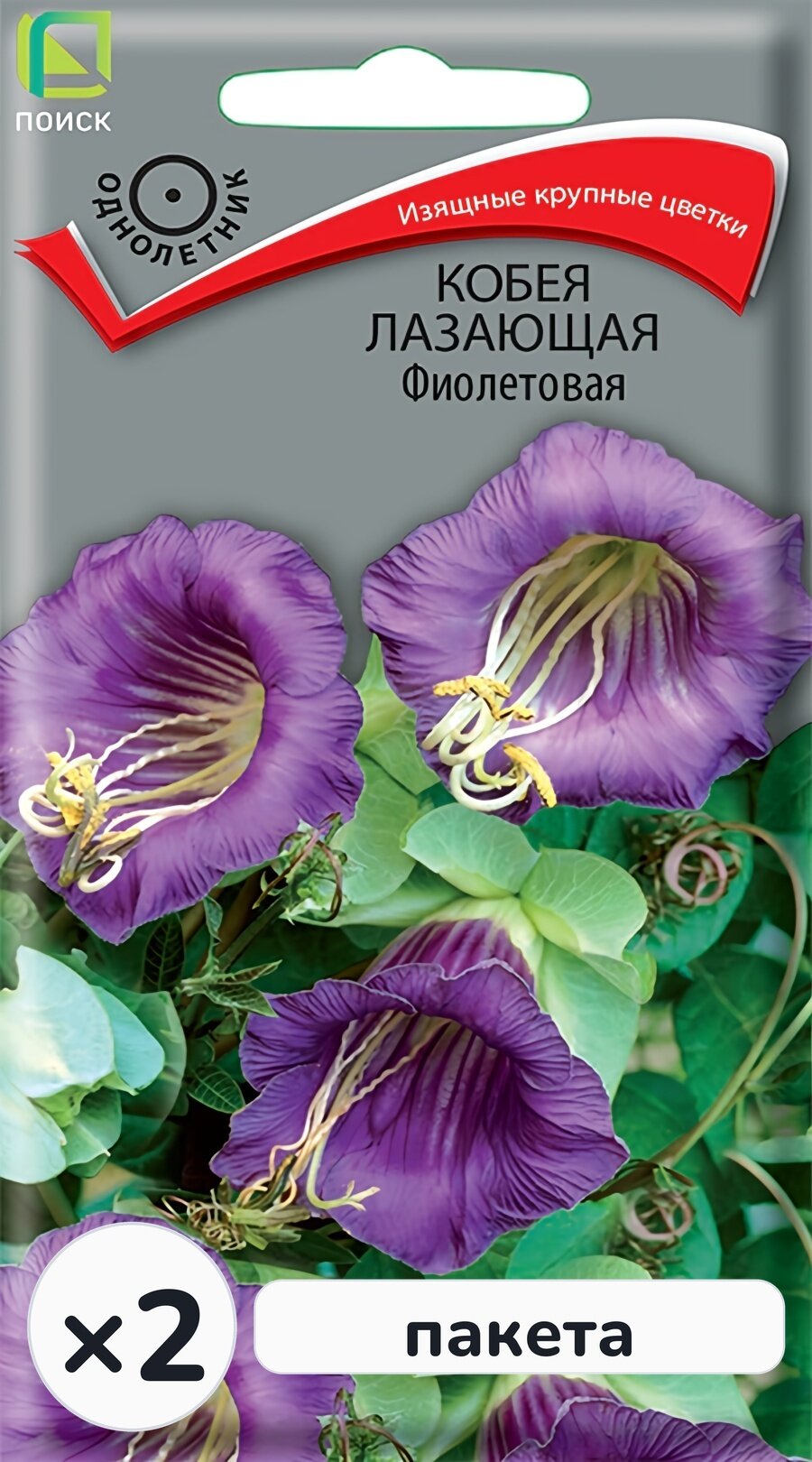 Семена кобеи лазающей Фиолетовая, 5 шт, 2 пакета, поиск, однолетник, высота до 300 см, посев на рассаду в феврале–марте
