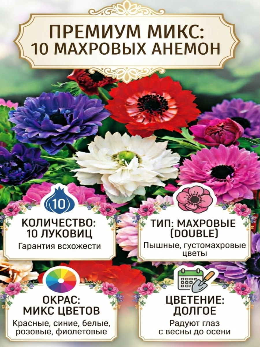 Анемона махровая смесь сортов 10 луковиц — яркое предложение
