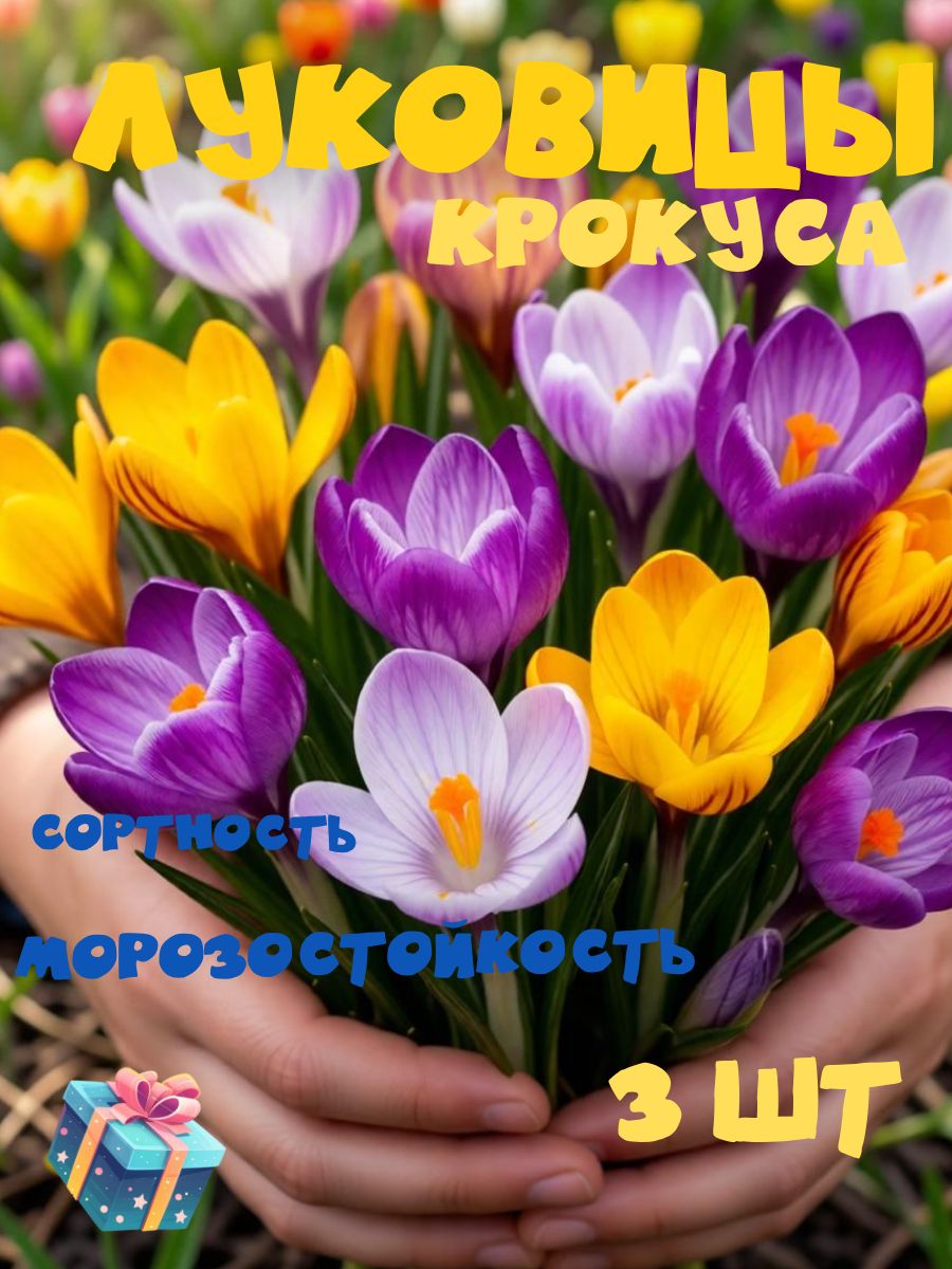 Луковицы Крокуса
