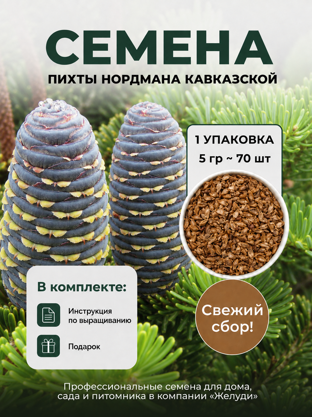 Семена Пихты Нордмана, или Пихты кавказской, 5 грамм (примерно 70 шт)