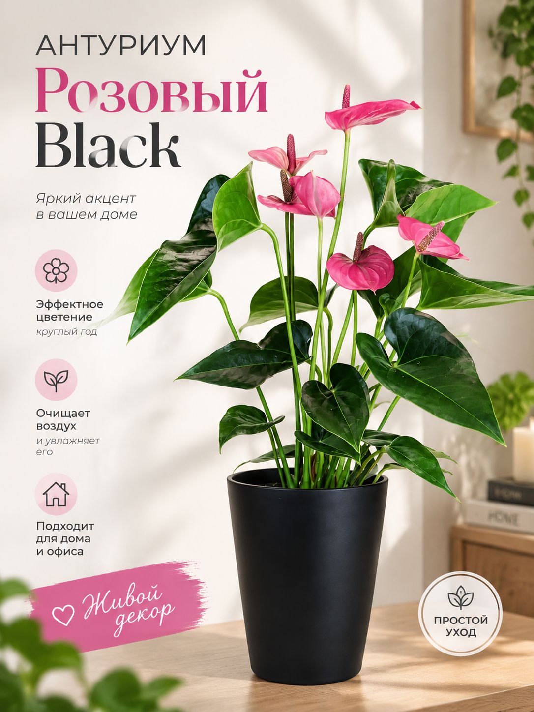 Антуриум Розовый Андреанум в горшке Black, живое растение