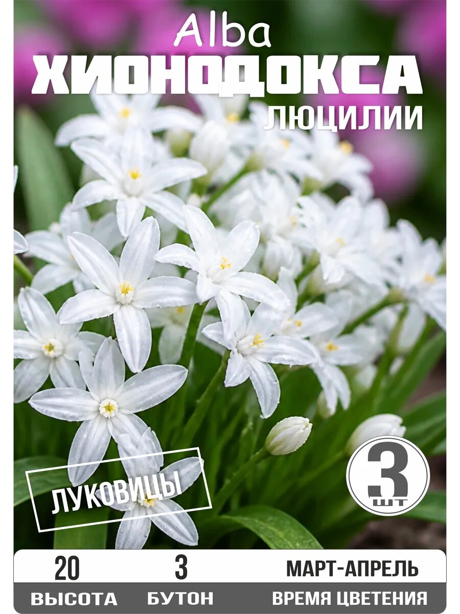 Хионодокса Люцилии Альба, луковицы 5 шт высота 20 см. , белый