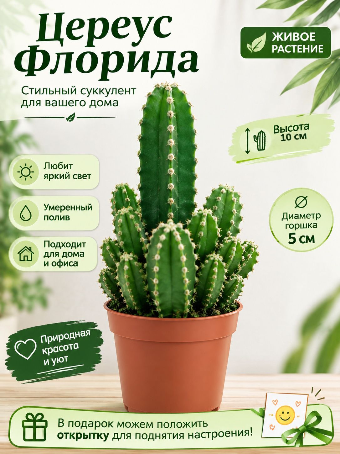 Цереус Флорида (Cereus Peruvianus Florida), кактус живой, D-5 и удобрение