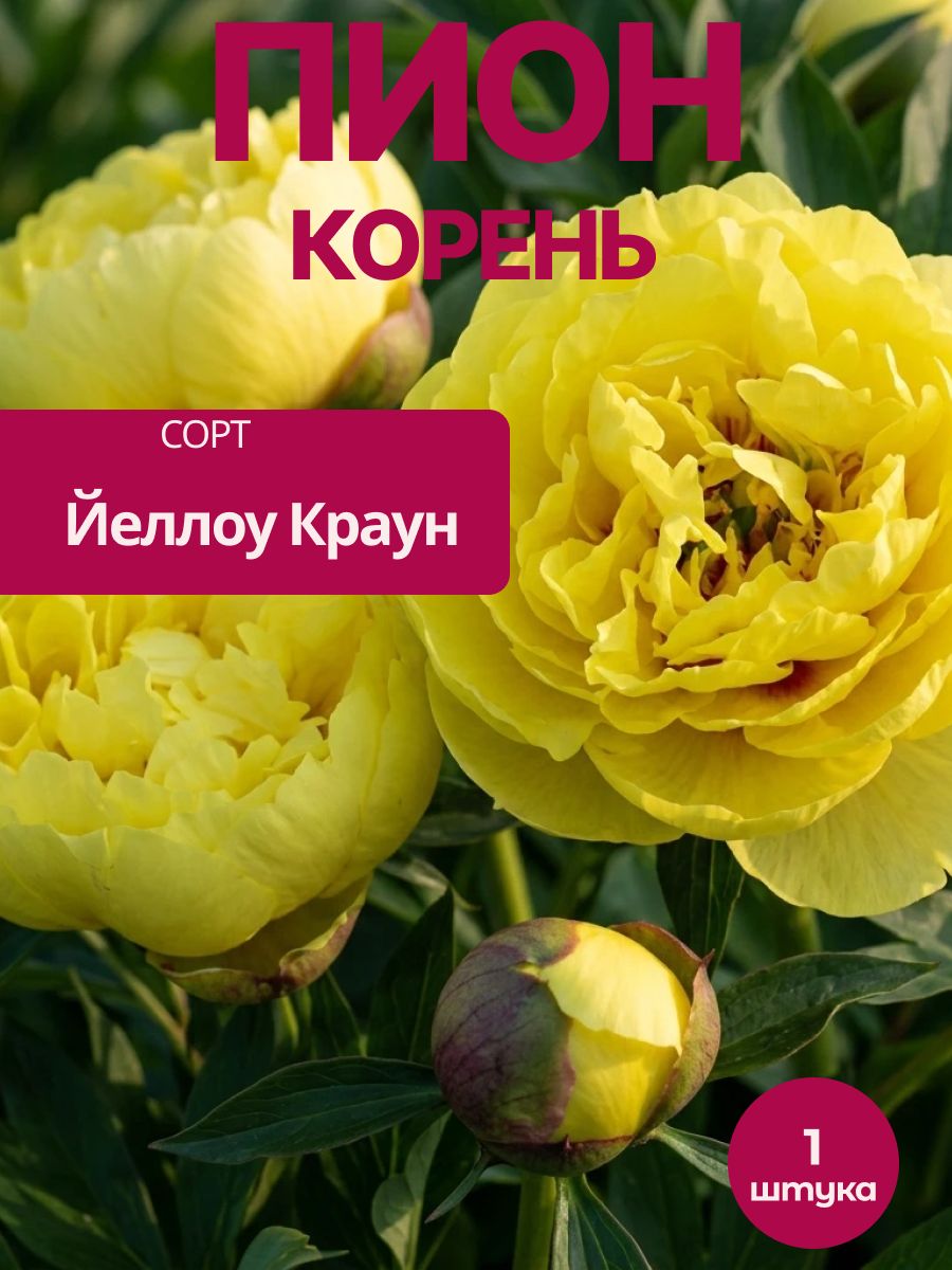 Пион Йеллоу Краун корень 1 шт