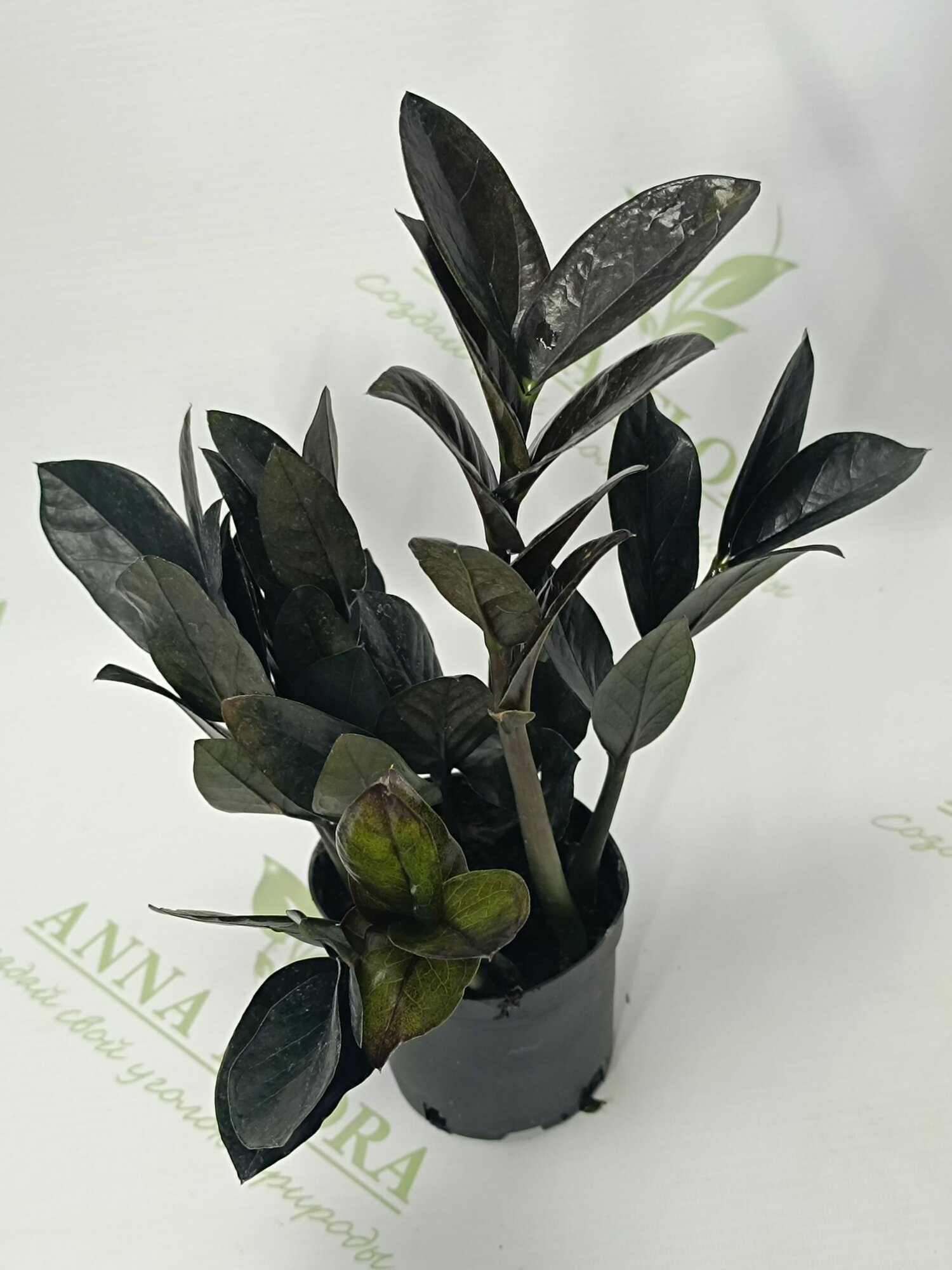 Замиокулькас Black Raven D10/30 см