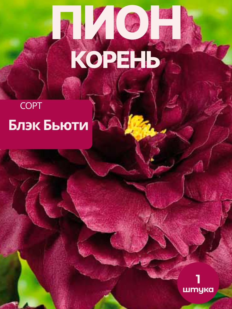 Пион Блэк Бьюти корень 1 шт