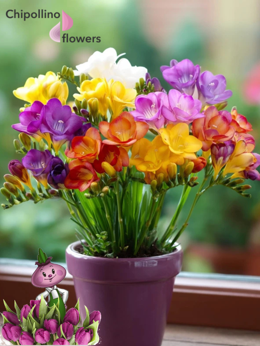 Луковицы цветов, сhipollino flowers, фрезия MIX (10 луковиц)