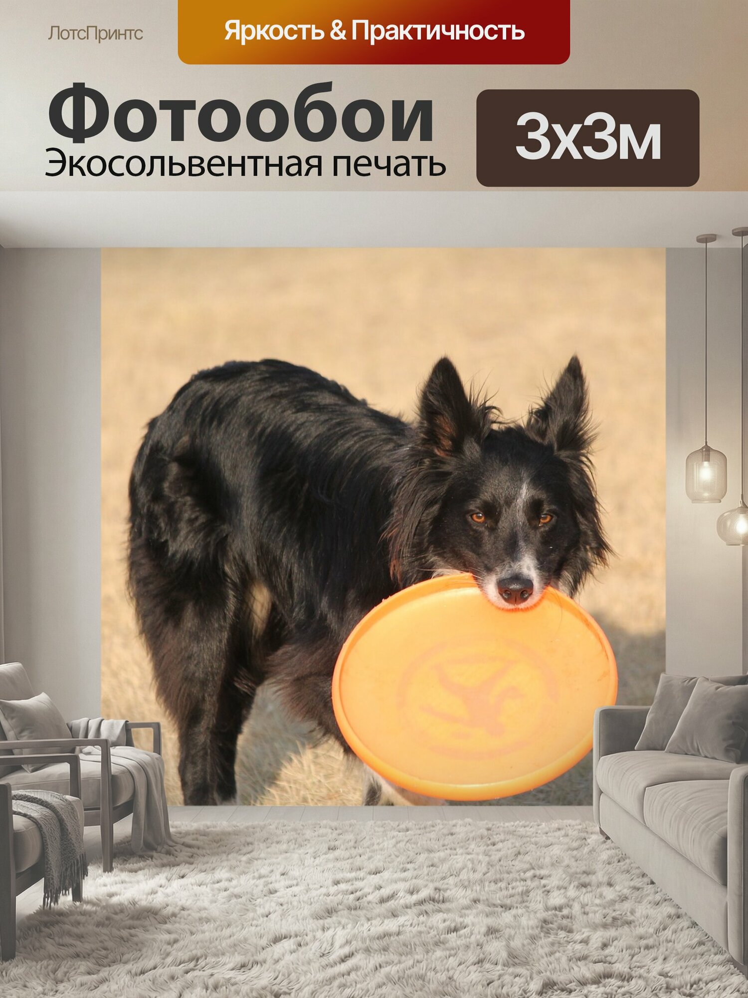 Фотообои "Собака, бордер-колли, игривый" 300x300 см. экосольвентная печать