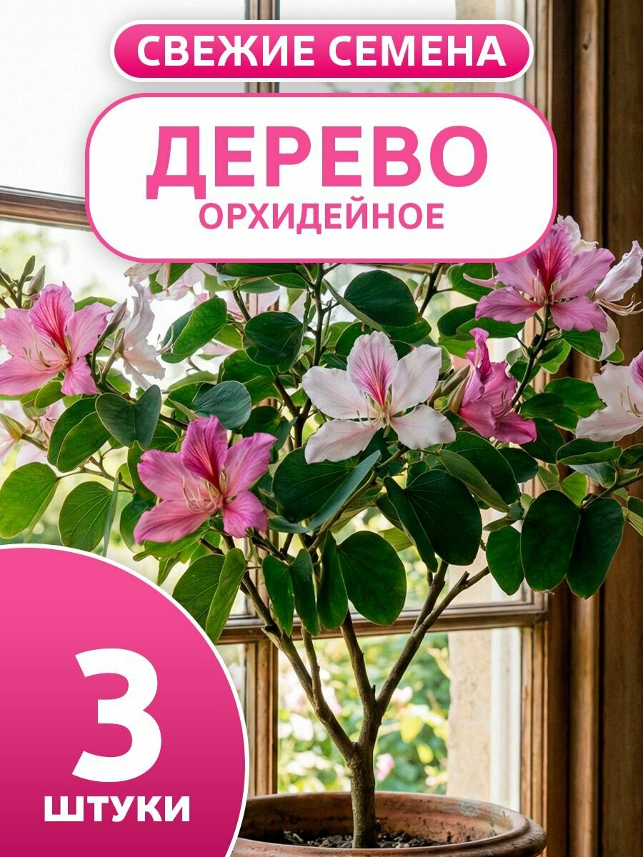 Орхидейное дерево Калихавия, семена для выращивания 3 шт