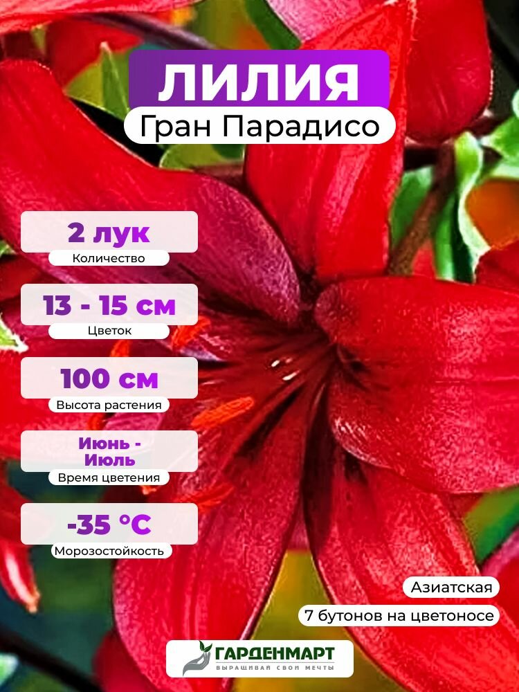 Лилия Гран Парадисо, 2 лук