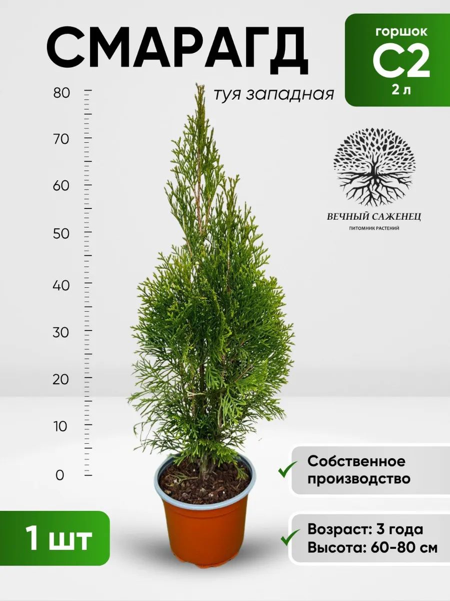 Туя западная Смарагд C2, саженец для сада и дачи, декоративное растение для посадки