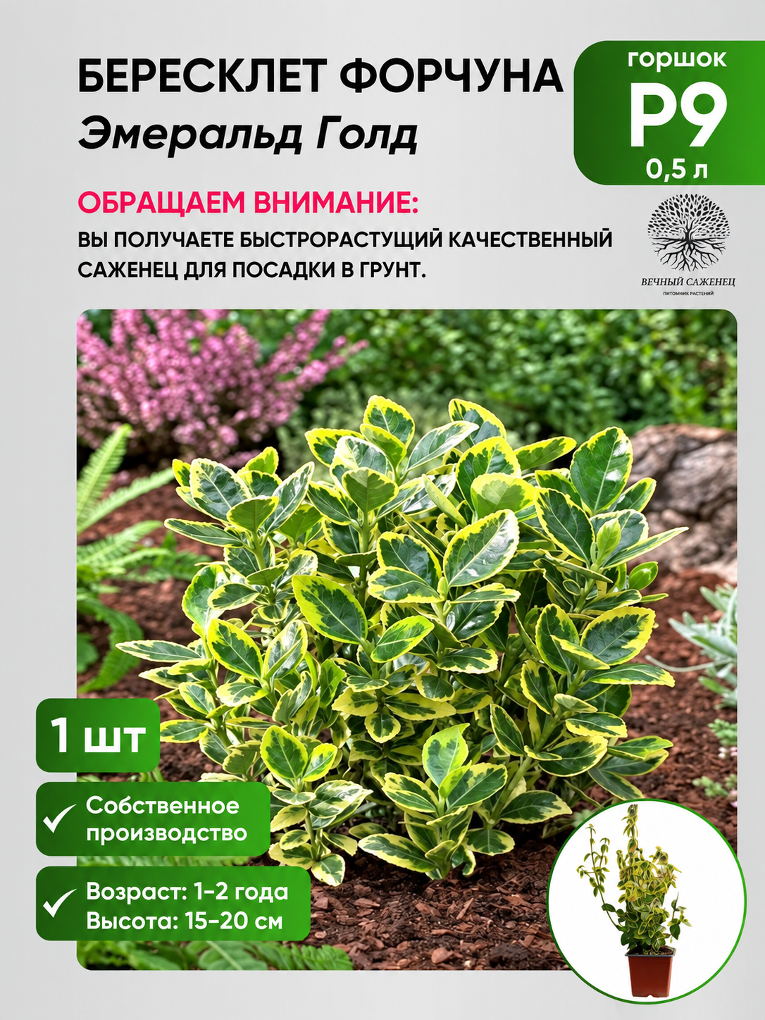 Бересклет Форчуна Эмеральд Голд, саженец для сада и дачи, декоративное растение для посадки