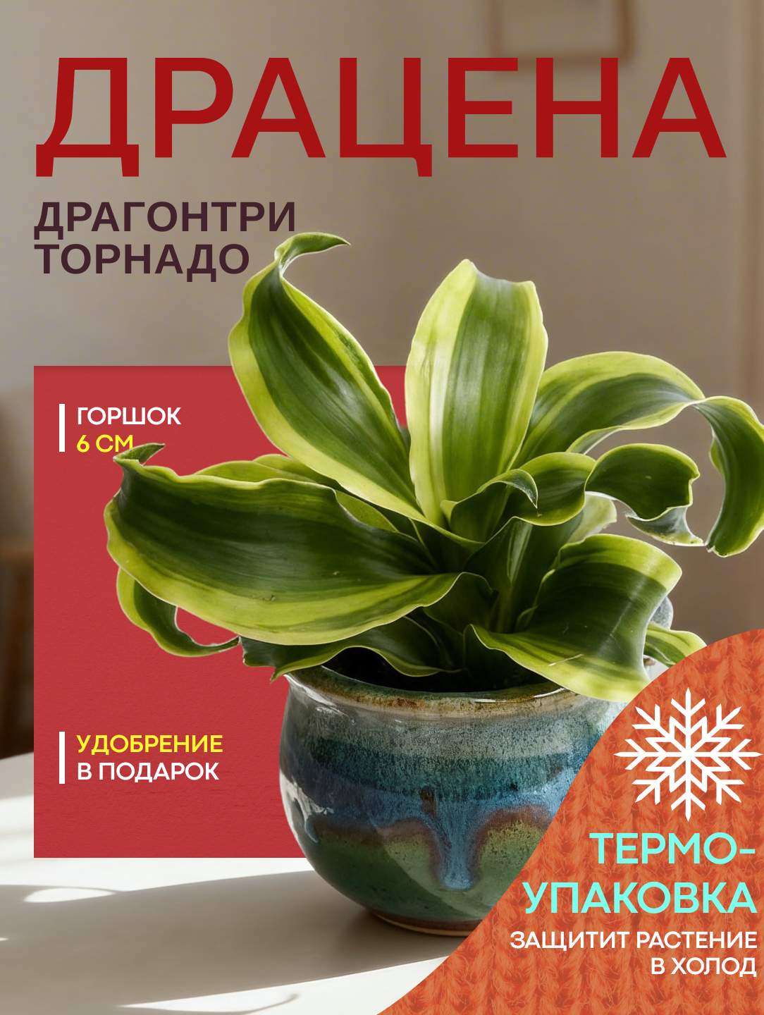 Драцена Драгонтри Торнадо Живое комнатное растение