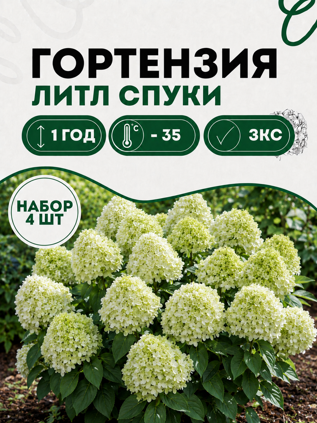 Гортензия Литл Спуки P9 саженец 4 шт. Саженец с ЗКС в горшке!