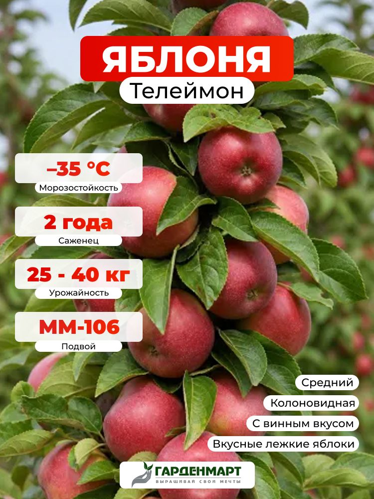 Саженец Яблоня колоновидная с винным вкусом Телеймон