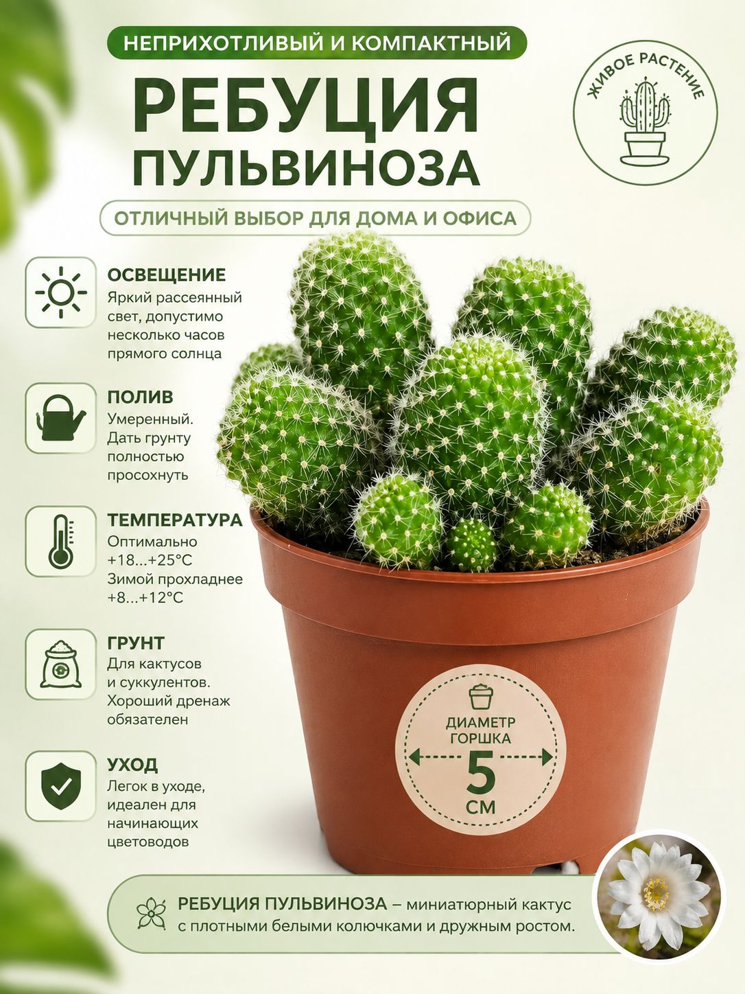 Ребуция Пульвиноза (Rebutia pulvinosa), кактус живой, D-5 и открытка