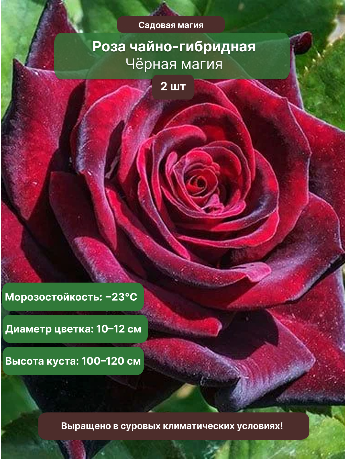 Роза чайно-гибридная "Чёрная магия", темно-бордовая, многолетняя, 2 шт