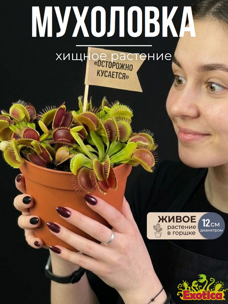 Венерина Мухоловка "Змей Горыныч" D12см, хищное растение