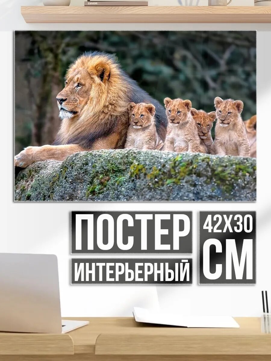 Плакат постер Лев с львятами