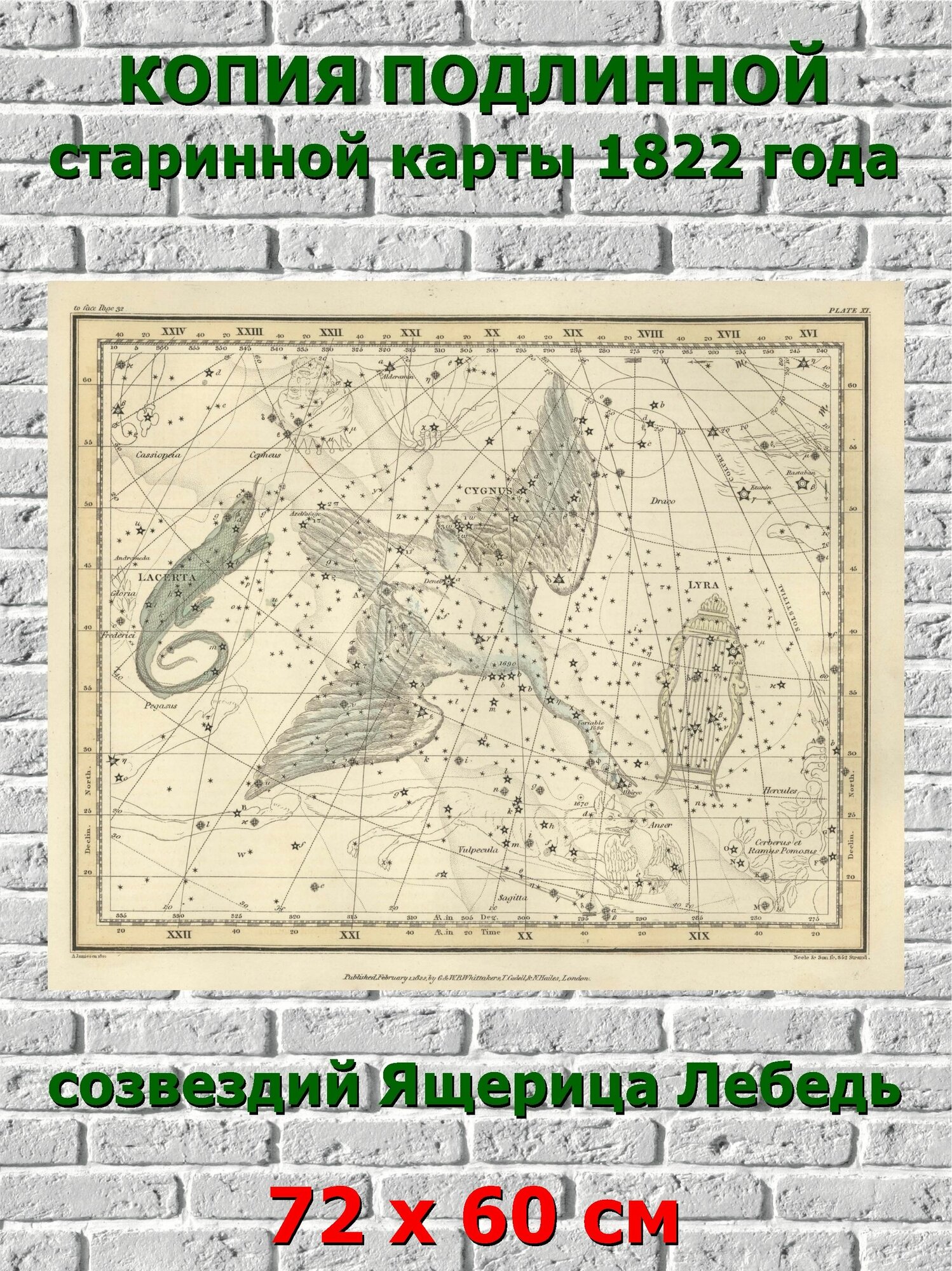Старинная Карта созвездий. Ящерица, Лебедь. (репринт карты 1822 года).