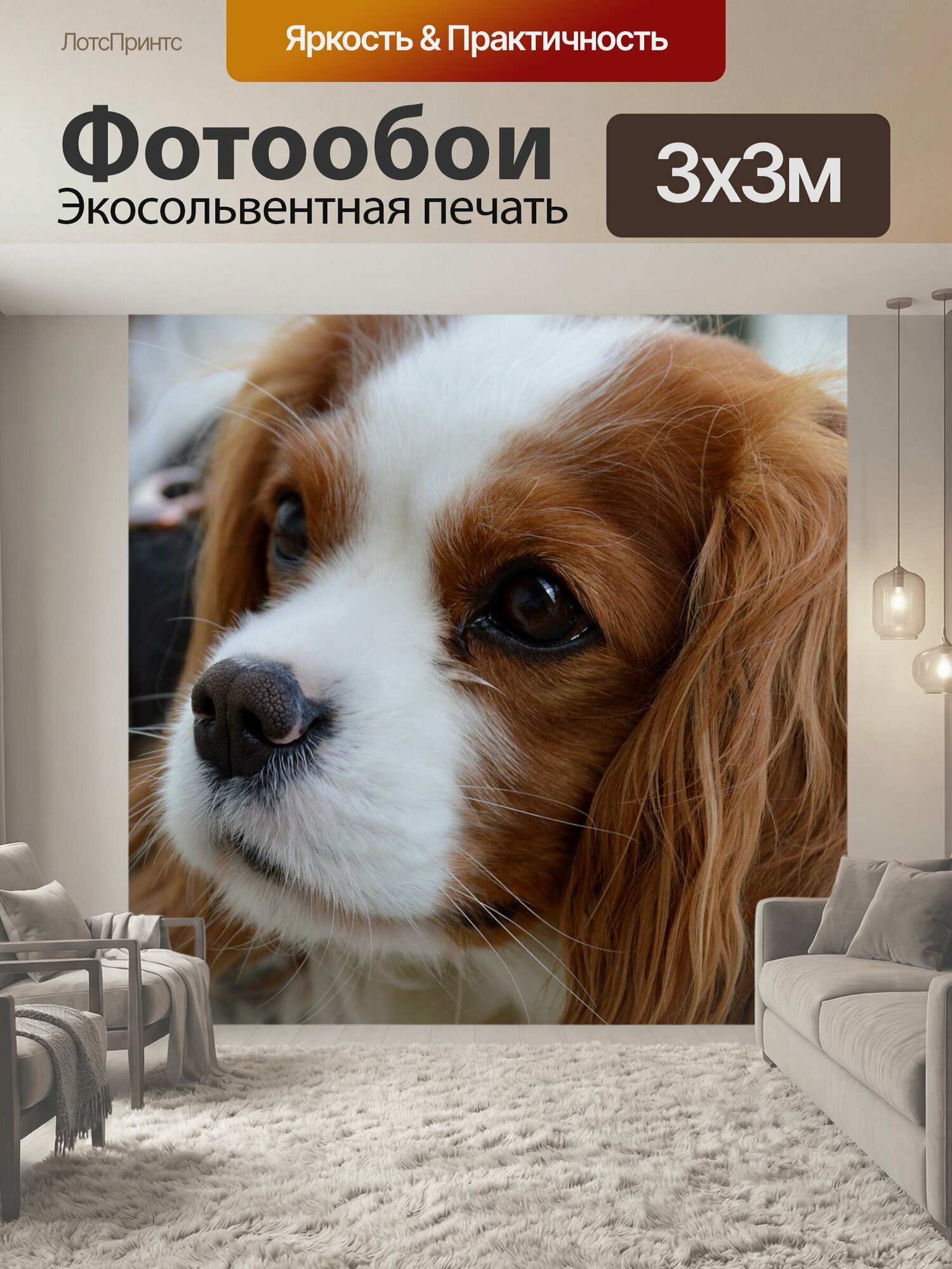 Фотообои "Собака, кавалер кинг чарльз спаниель, веселая" 300x300 см. экосольвентная печать