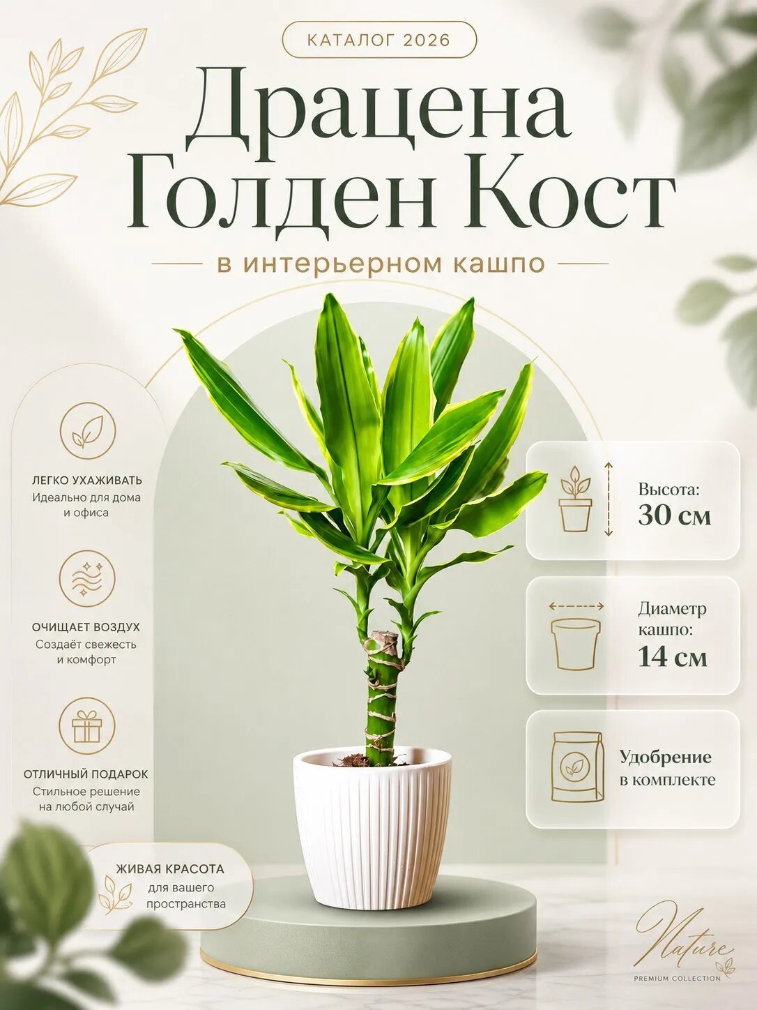 Geo Glass — Драцена Голден Кост в зеленом декоративном кашпо с дренажной вставкой, живое растение 30-35 см для дома и офиса