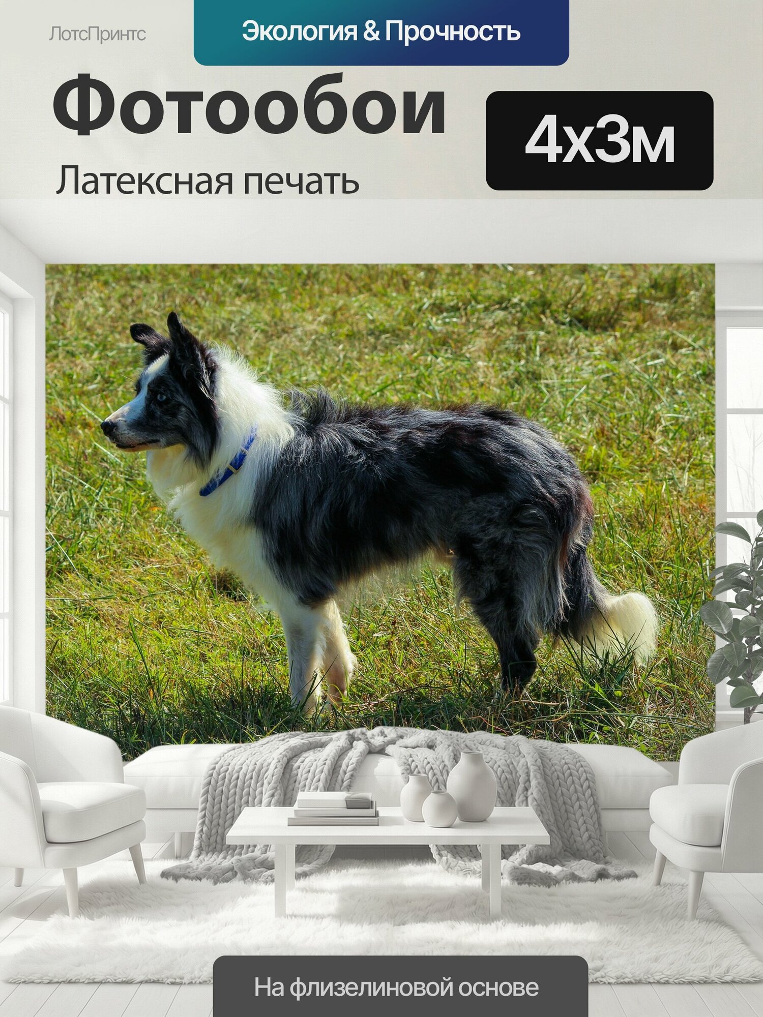 Фотообои моющиеся ударопрочные "Бордер-колли, пастушья собака, собачий" 400x300 см. латексная печать