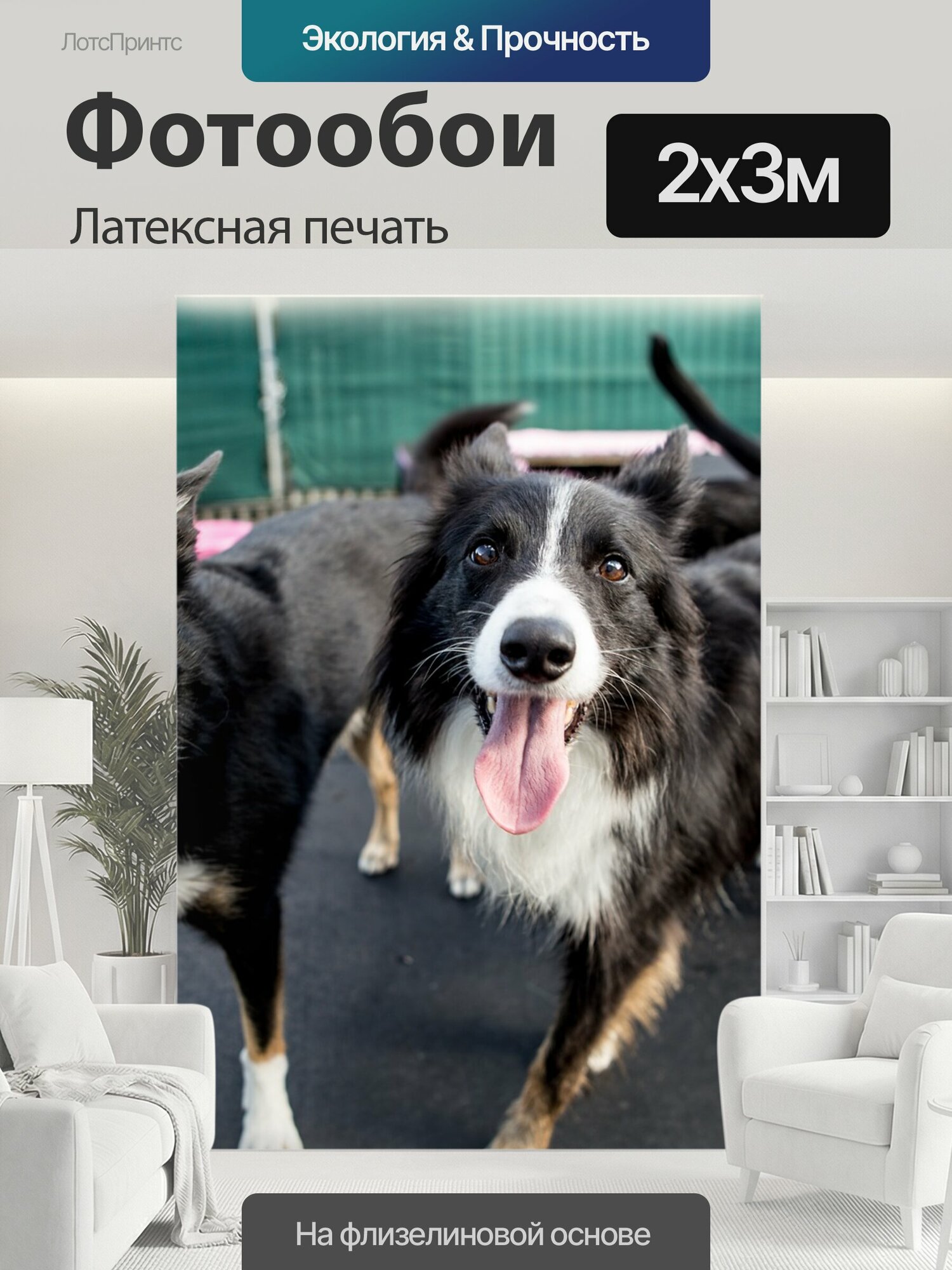 Фотообои моющиеся ударопрочные "Собаки, колли, бордер-колли" 200x300 см. латексная печать