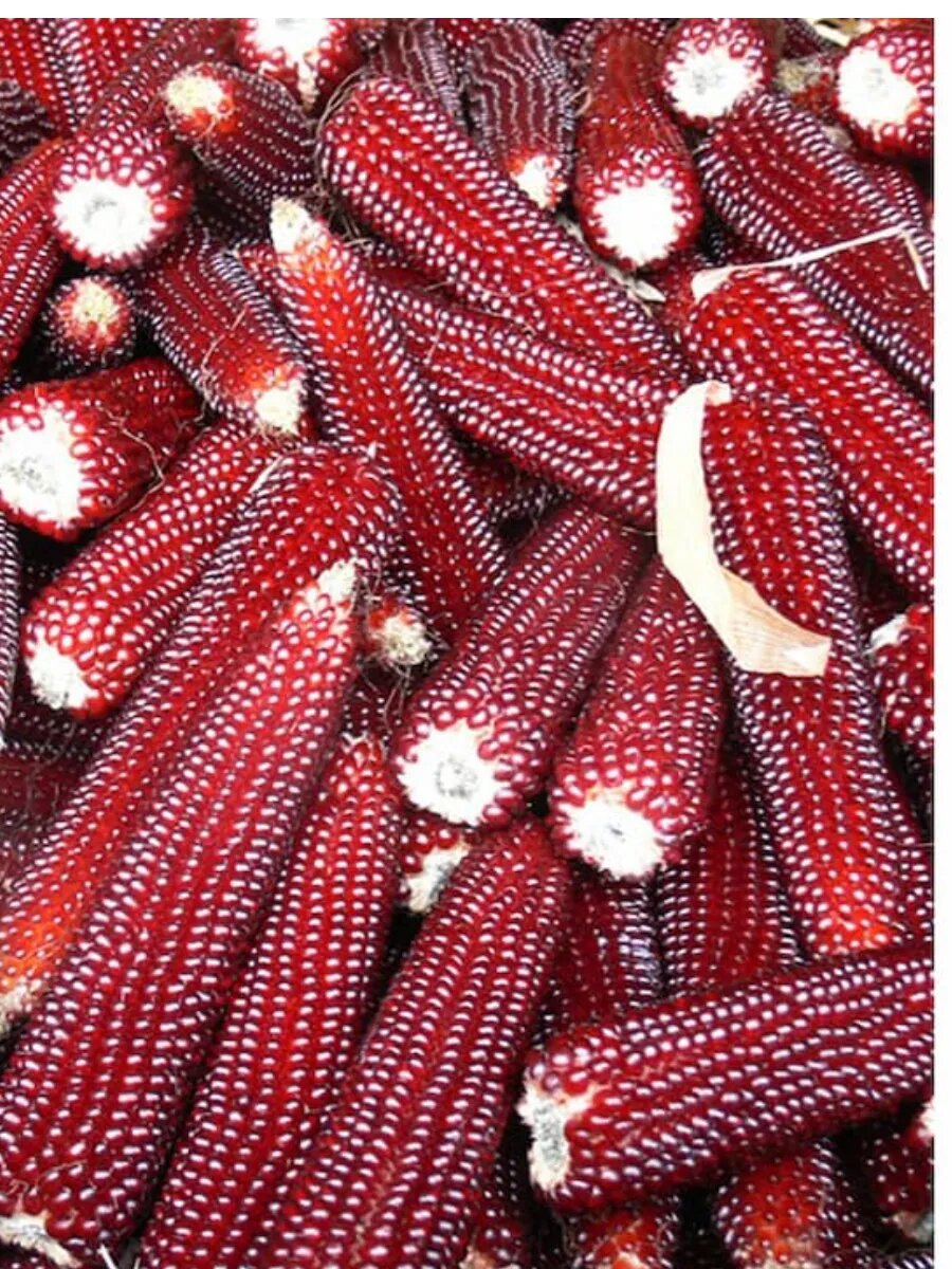 Семена кукурузы попкорн Рубиновый (Ruby Red Popcorn) (5шт)