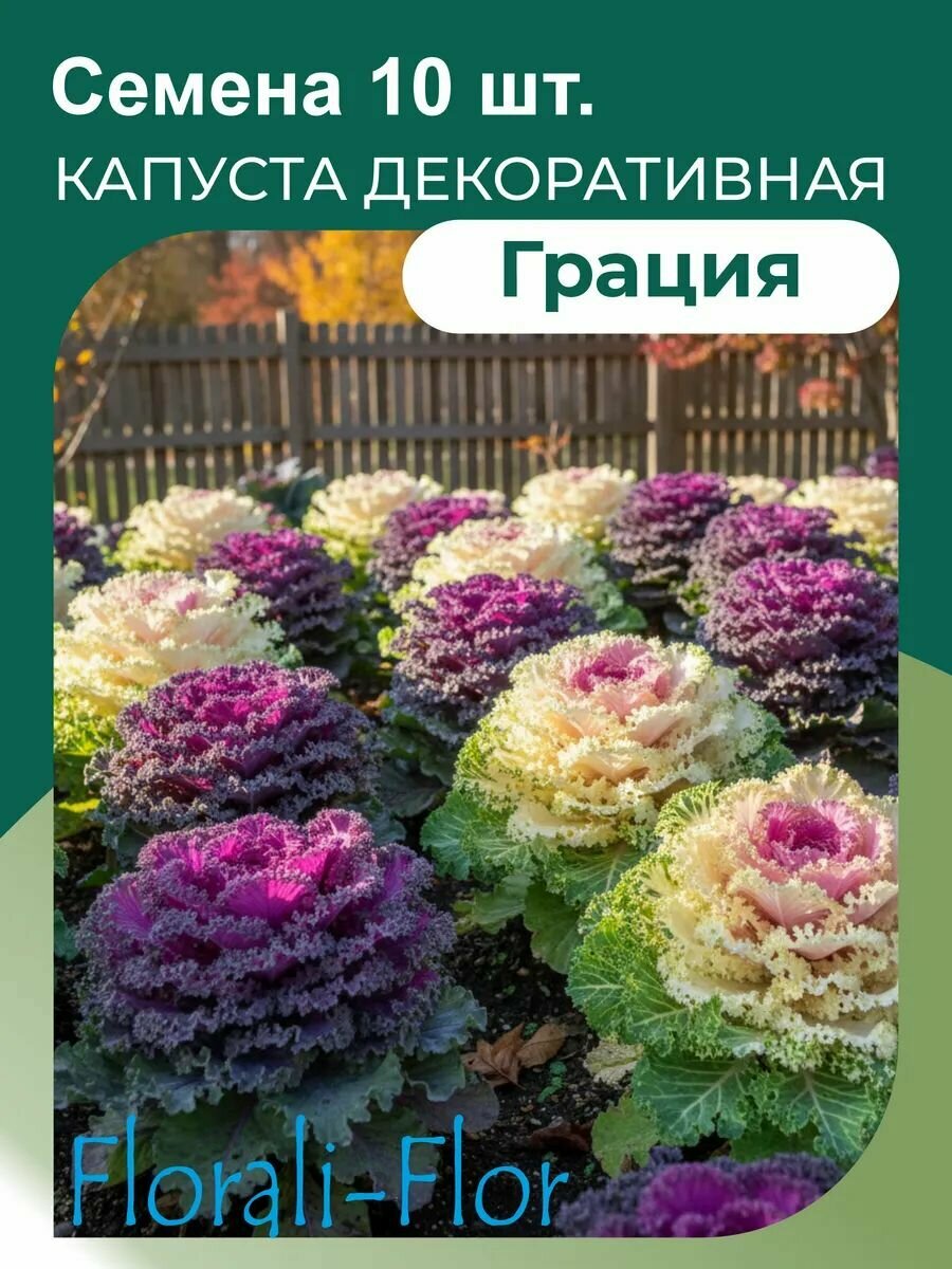 Капуста Декоративная Семена