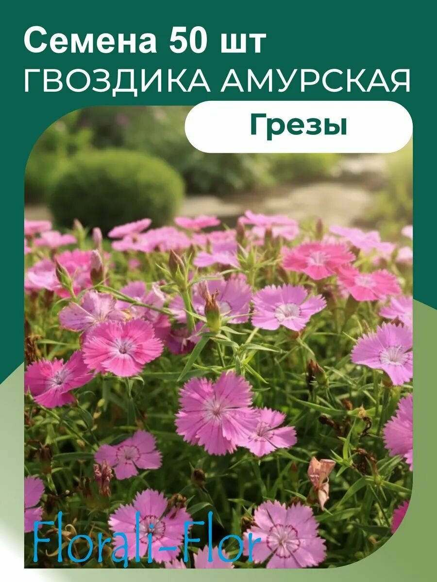 Гвоздика Амурская Семена