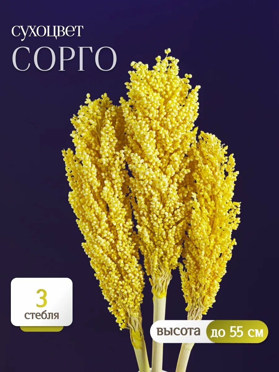 Сорго желтый 3 шт, сухоцветы для декора и интерьера