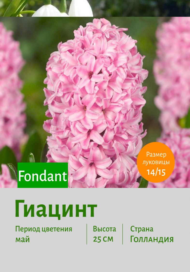 Гиацинт Фондант (Fondant). Луковицы, 2 шт. Сотка.
