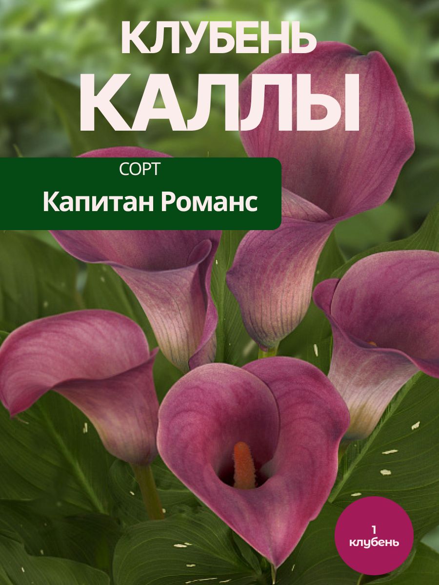 Калла Капитан Романс, 1шт