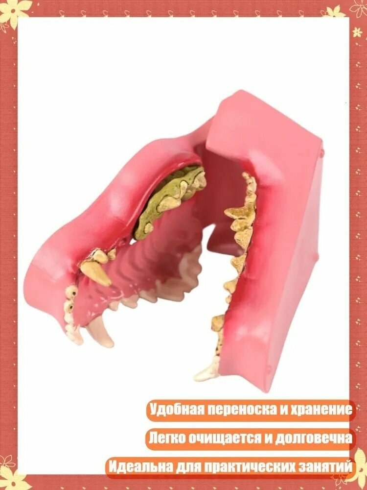 Детализированная модель собачьих зубов для студентов-ветеринаров