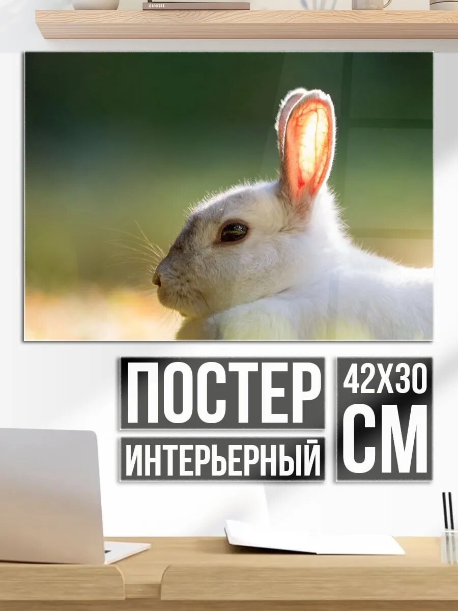 Плакат постер Белый кролик