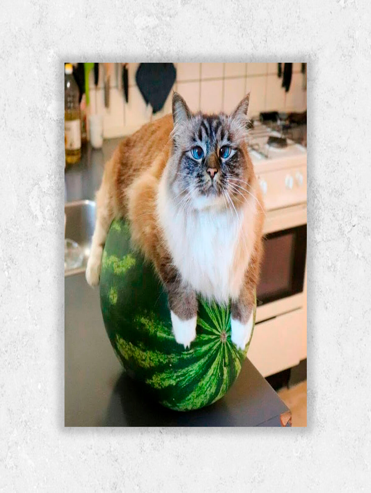 Плакат-мем "Кот на арбузе"