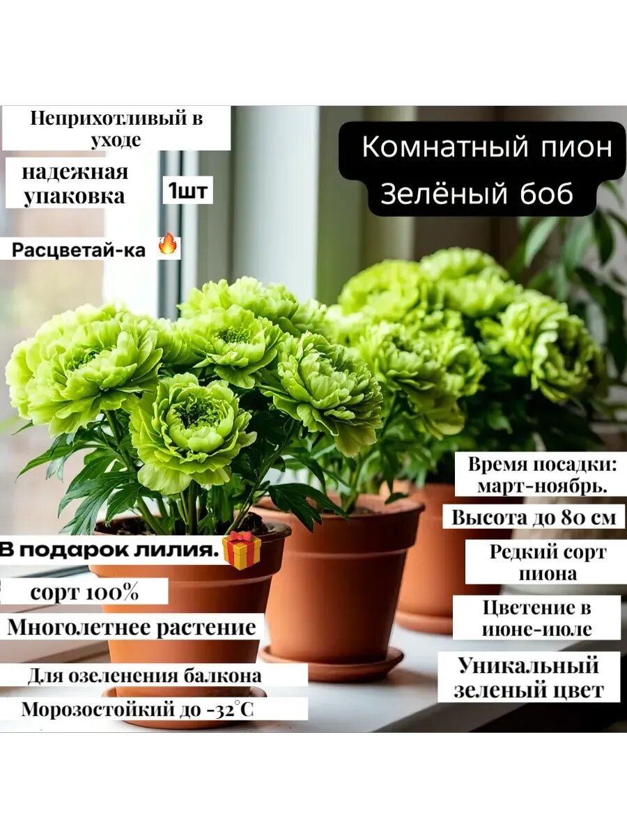 Пион "Зелёные бобы", многолетнее, морозостойкое растение, цвет зеленый, высота 80 см