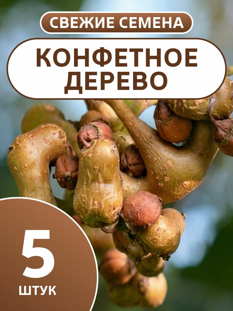 Семена Конфетного дерева для выращивания, 5 шт