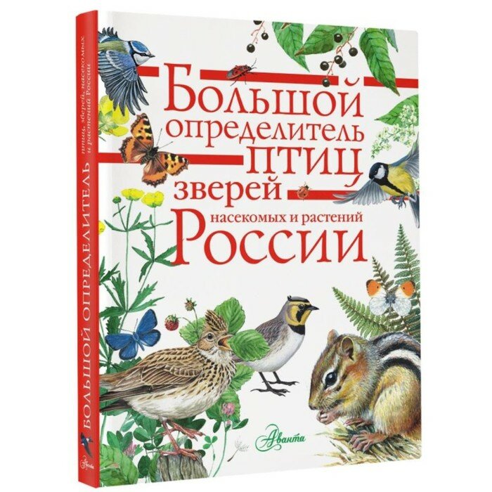 Книга АСТ Большой определитель зверей, амфибий, рептилий, птиц, насекомых и растений России. 2021 год, П. М. Волцит