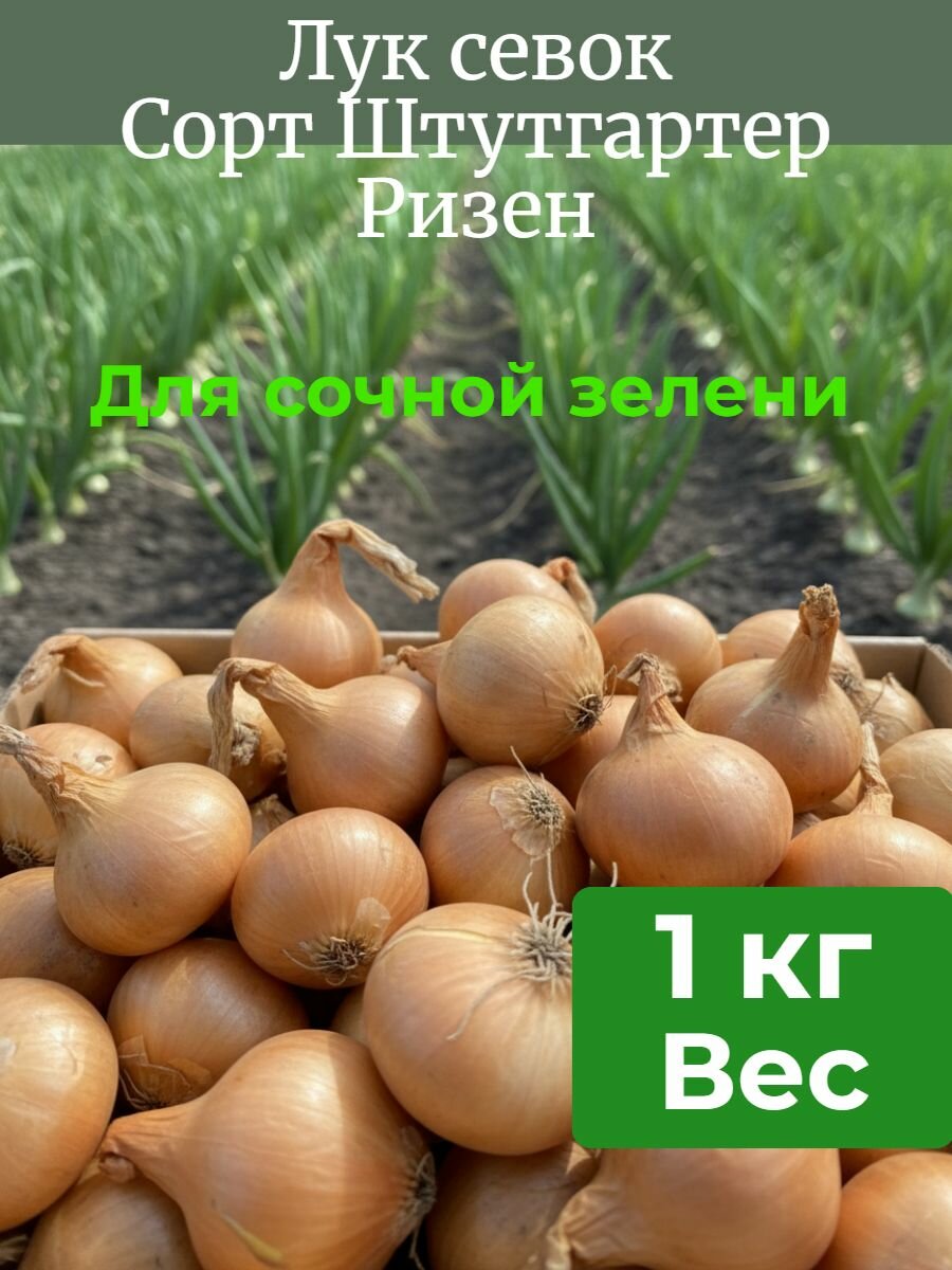 Луковицы Лук 1 кг репчатый