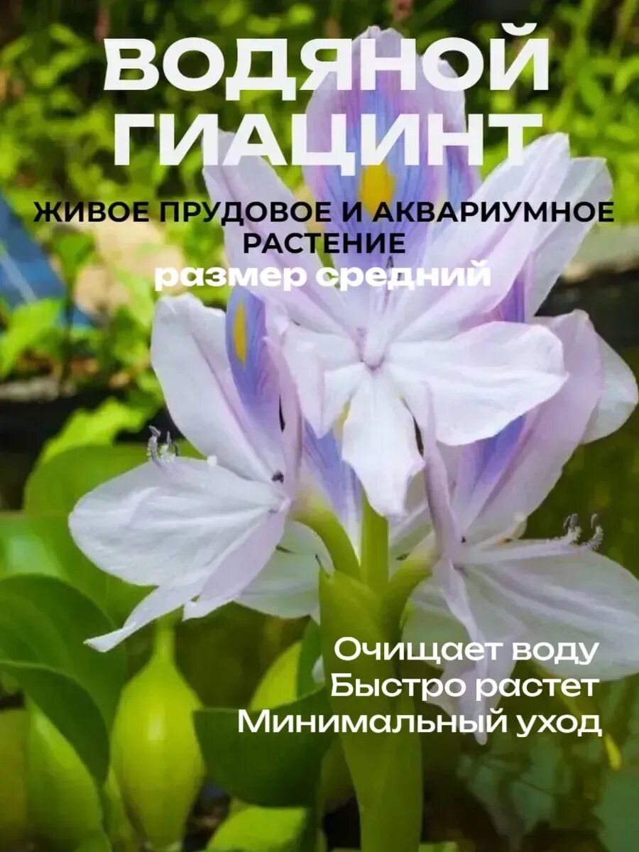 Водный гиацинт Эйхорния для пруда и аквариума 1 куст