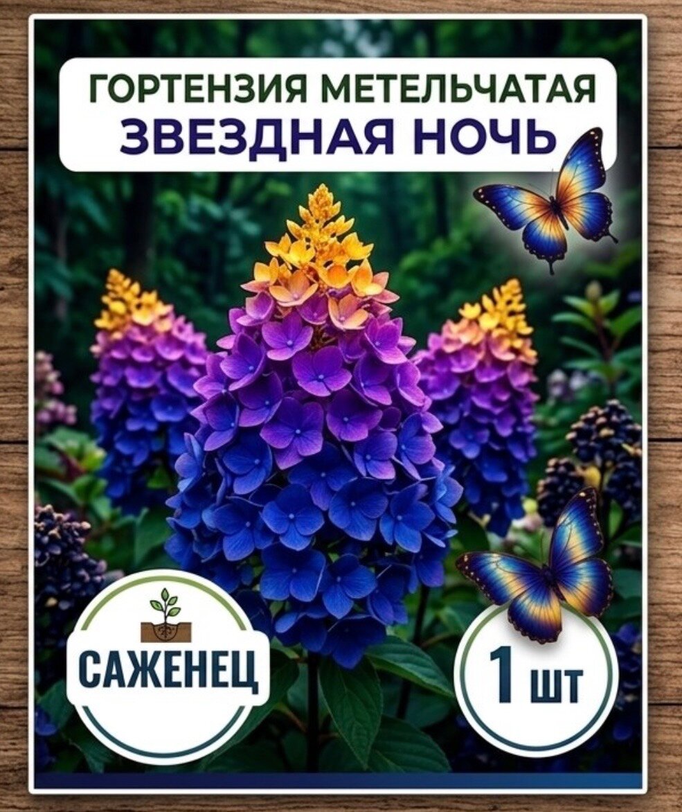 Гортензия метельчатая Звездная ночь