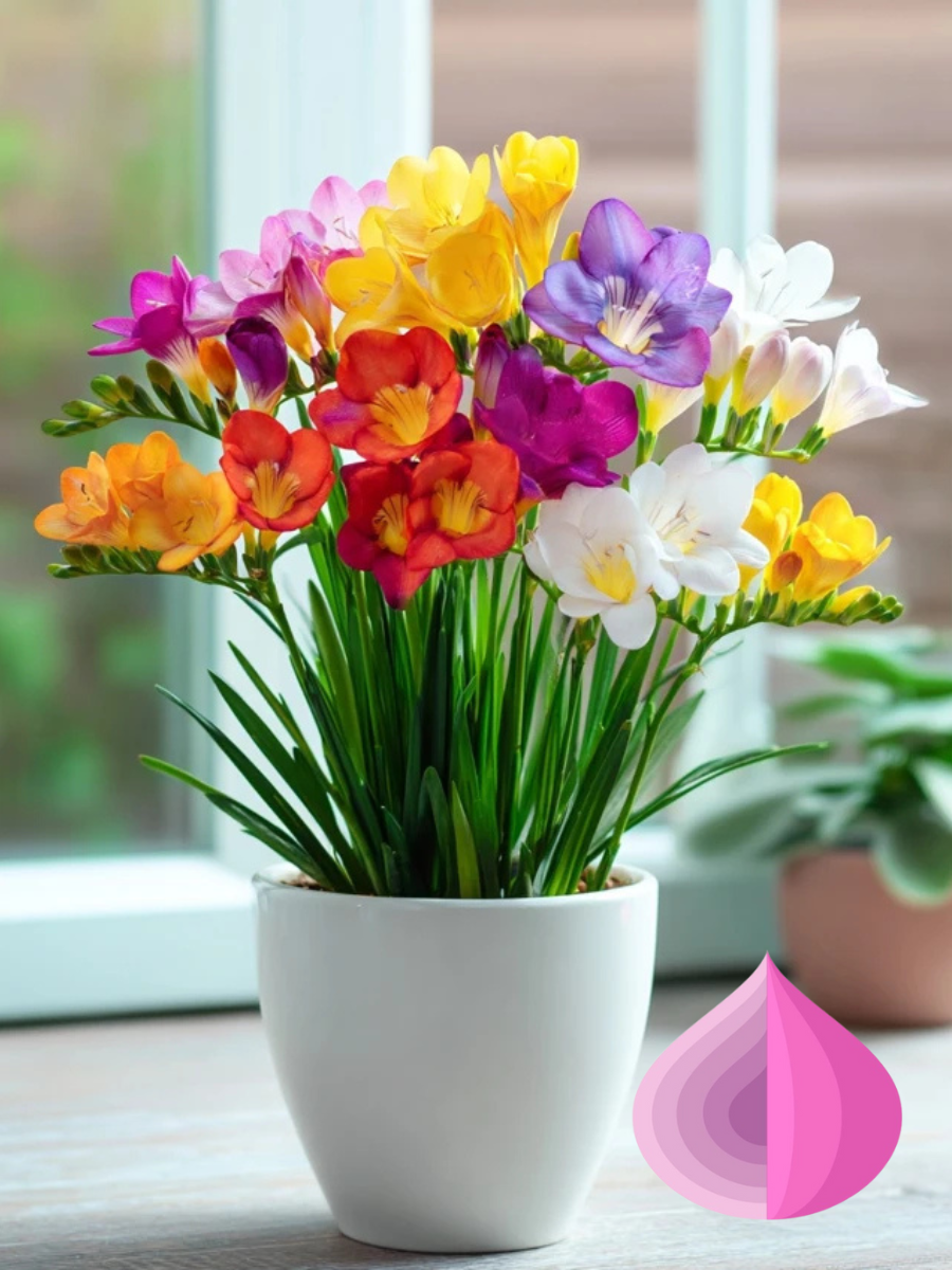 Луковицы цветов, bulbs servise, Фрезии Махровые Микс ( 5 штук )