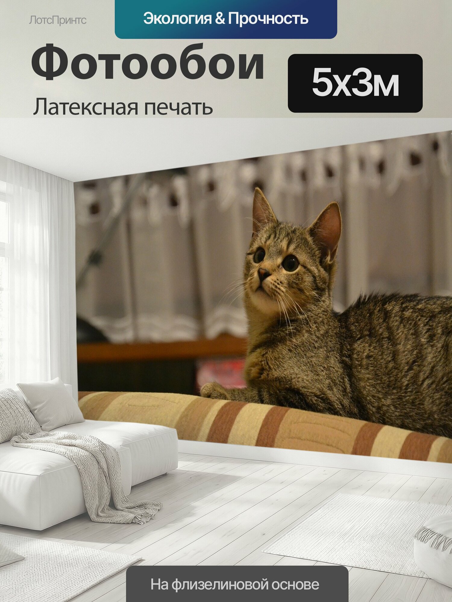 Фотообои моющиеся ударопрочные "Кошка, котенок, tomcat" 500x300 см. латексная печать