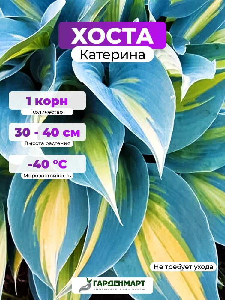 Хоста Катерина, 1 корн
