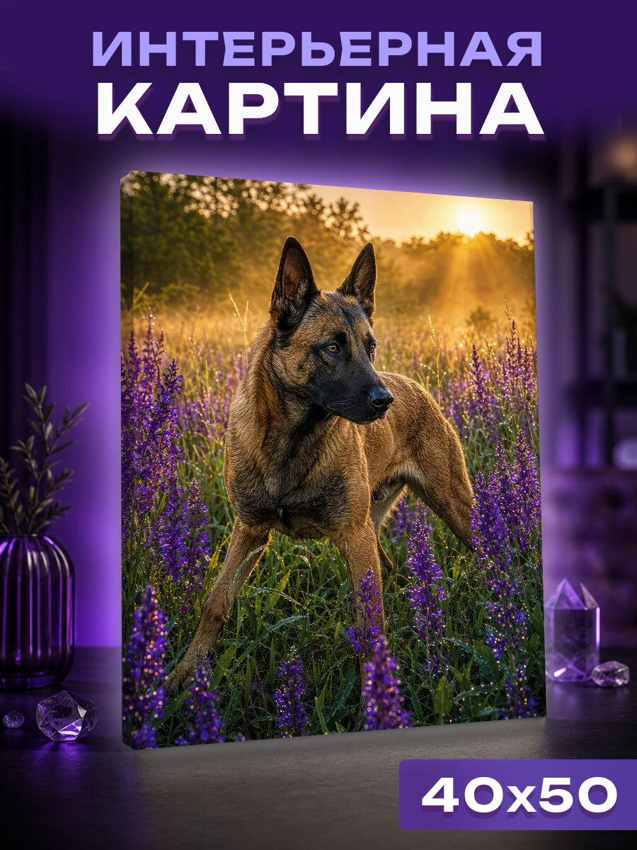 Интерьерная картина Бельгийская овчарка на лугу шалфея
